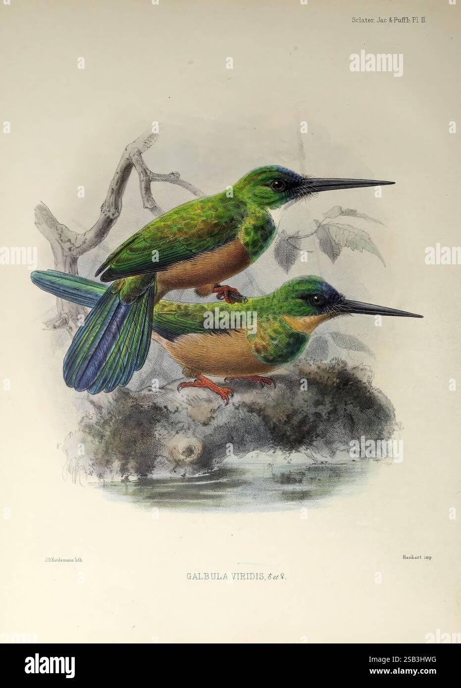 Top showcases iridescent feathers hi-res stock photography and images ...