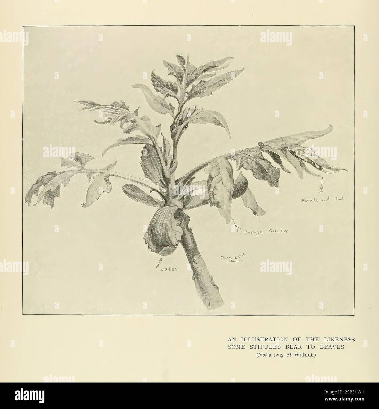 British trees, London, Hutchinson, 1907, Great Britain, trees, The ...
