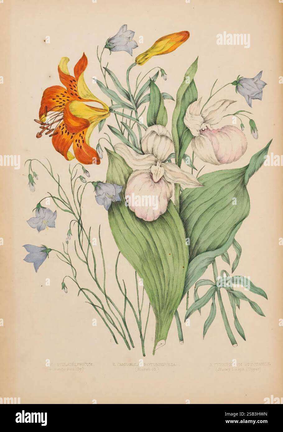 Wildflowers agnes dunbar moodie fitzgibbon chamberlin 0 women hi-res ...