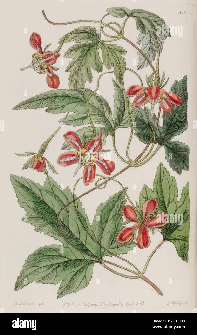 Plant introduction plants ornamental 23 sarah ann drake 2 women hi-res ...