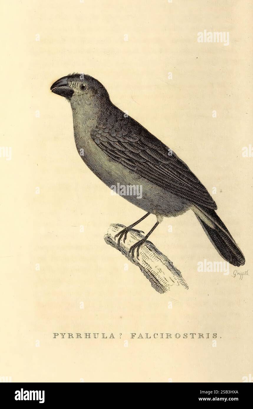 Birds unique textures hi-res stock photography and images - Alamy