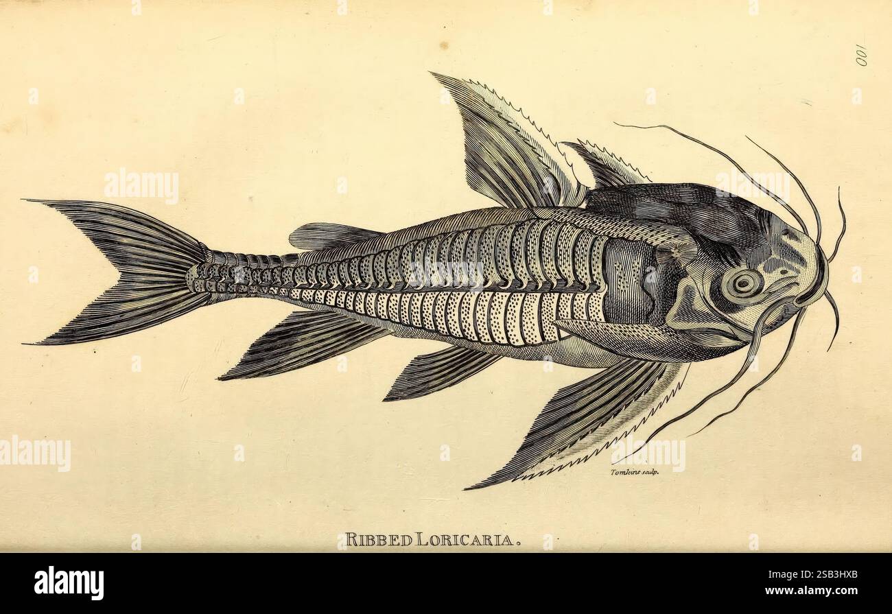 General zoology, or Systematic natural history, London, Printed for G ...