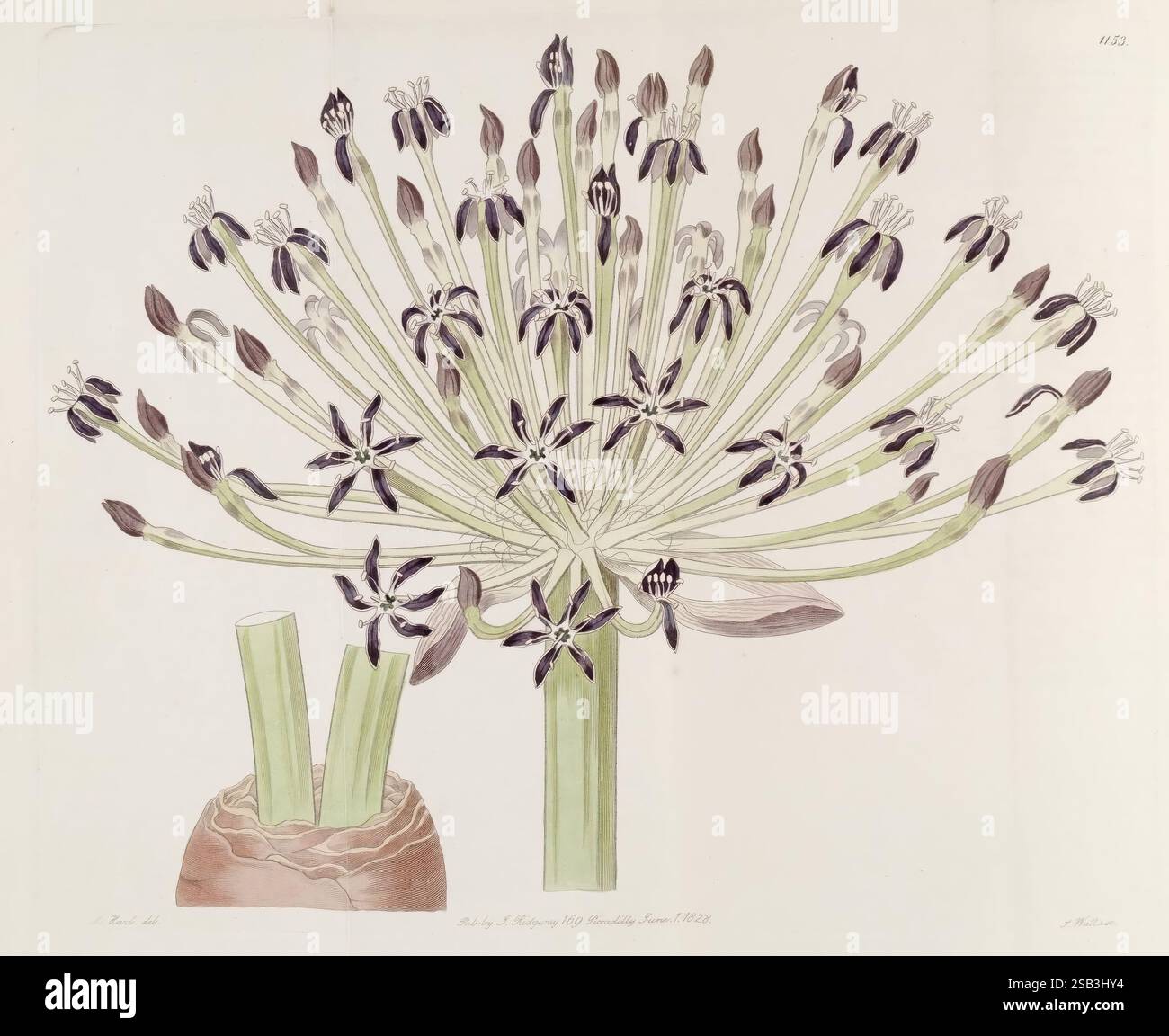 Beautifully illustrated plant showcases hi-res stock photography and ...