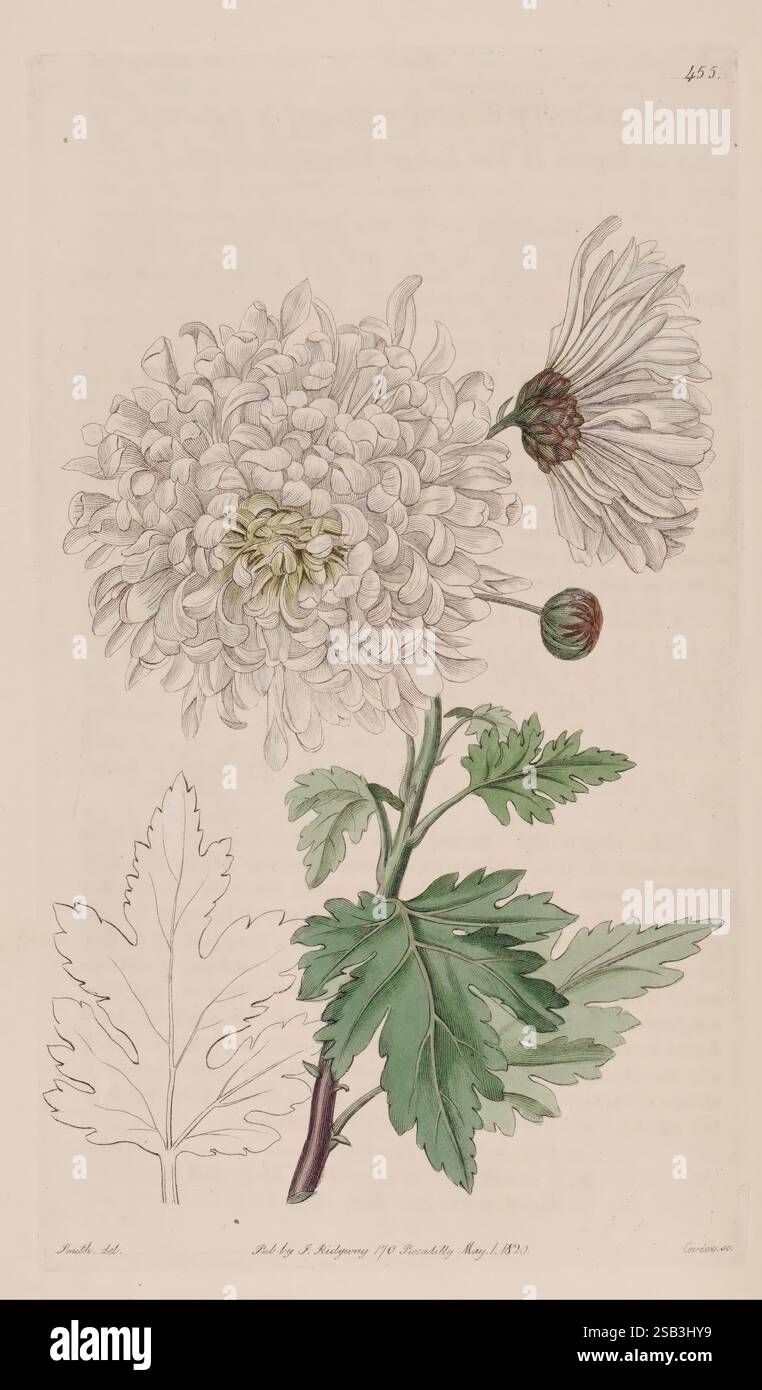 The Botanical Register London Printed for James Ridgway 1815-1828 1815 ...