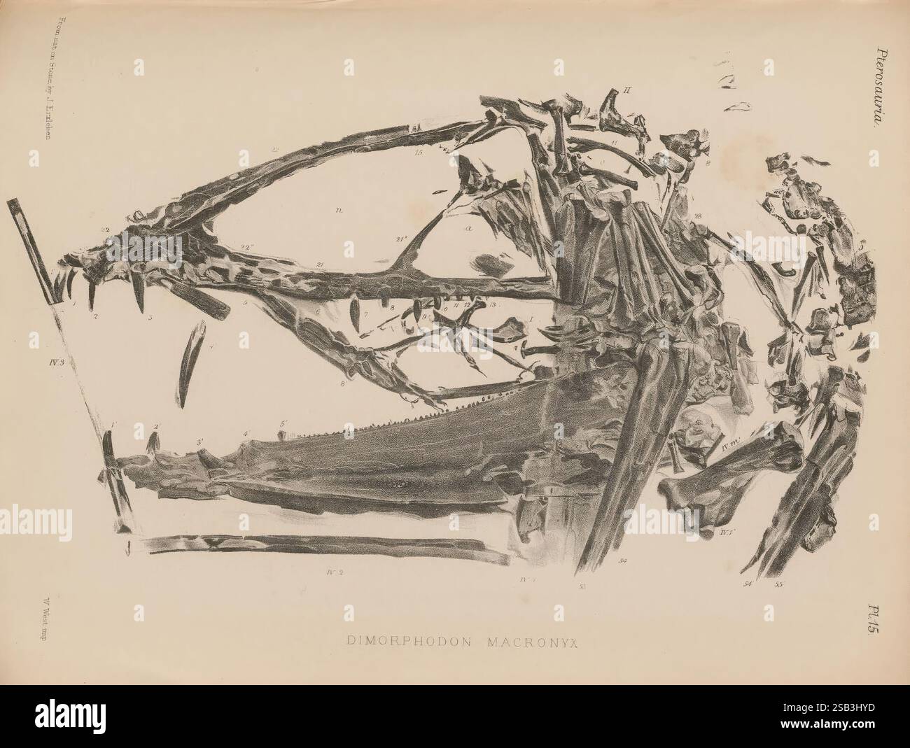 A history of British fossil reptiles, London, Cassell & Company Limited ...