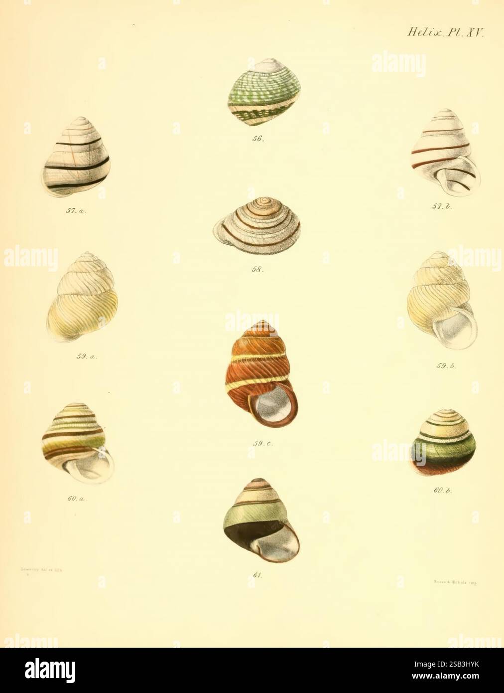Conchologia Iconica, or Illustrations of the Shells of Molluscous ...