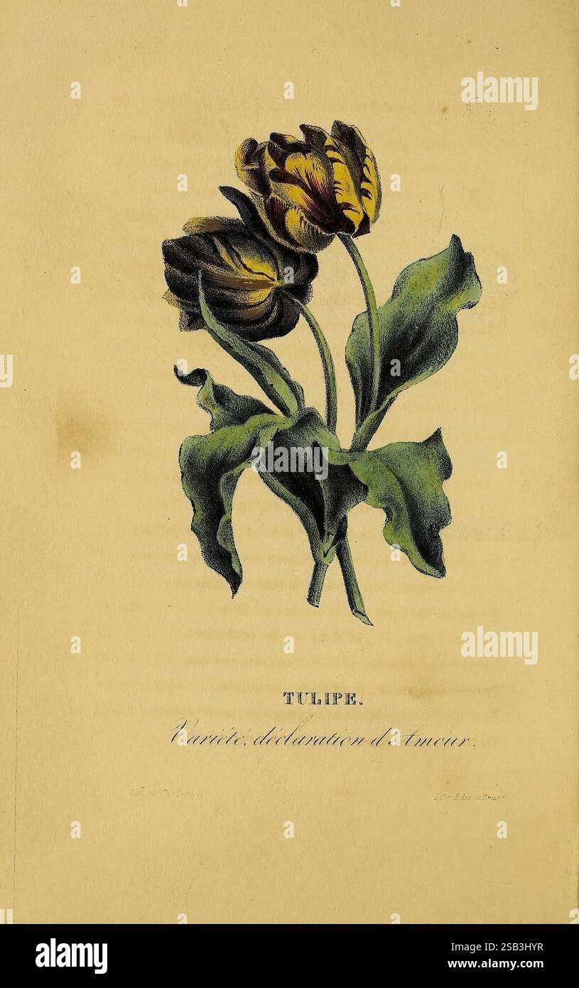 Featuring two blossoms hi-res stock photography and images - Alamy