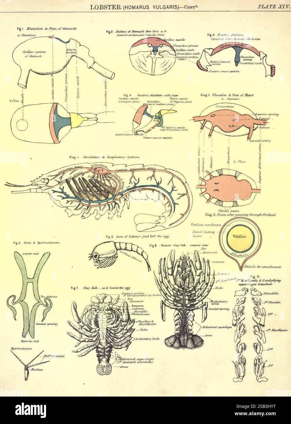 Lobsters body structure hi-res stock photography and images - Alamy