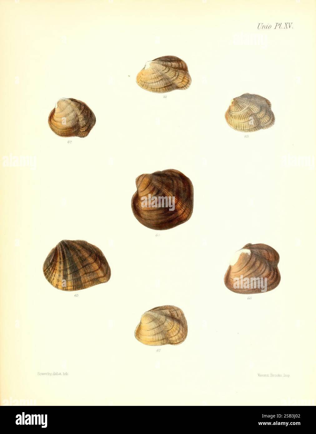 Shell displays distinct textures hi-res stock photography and images ...