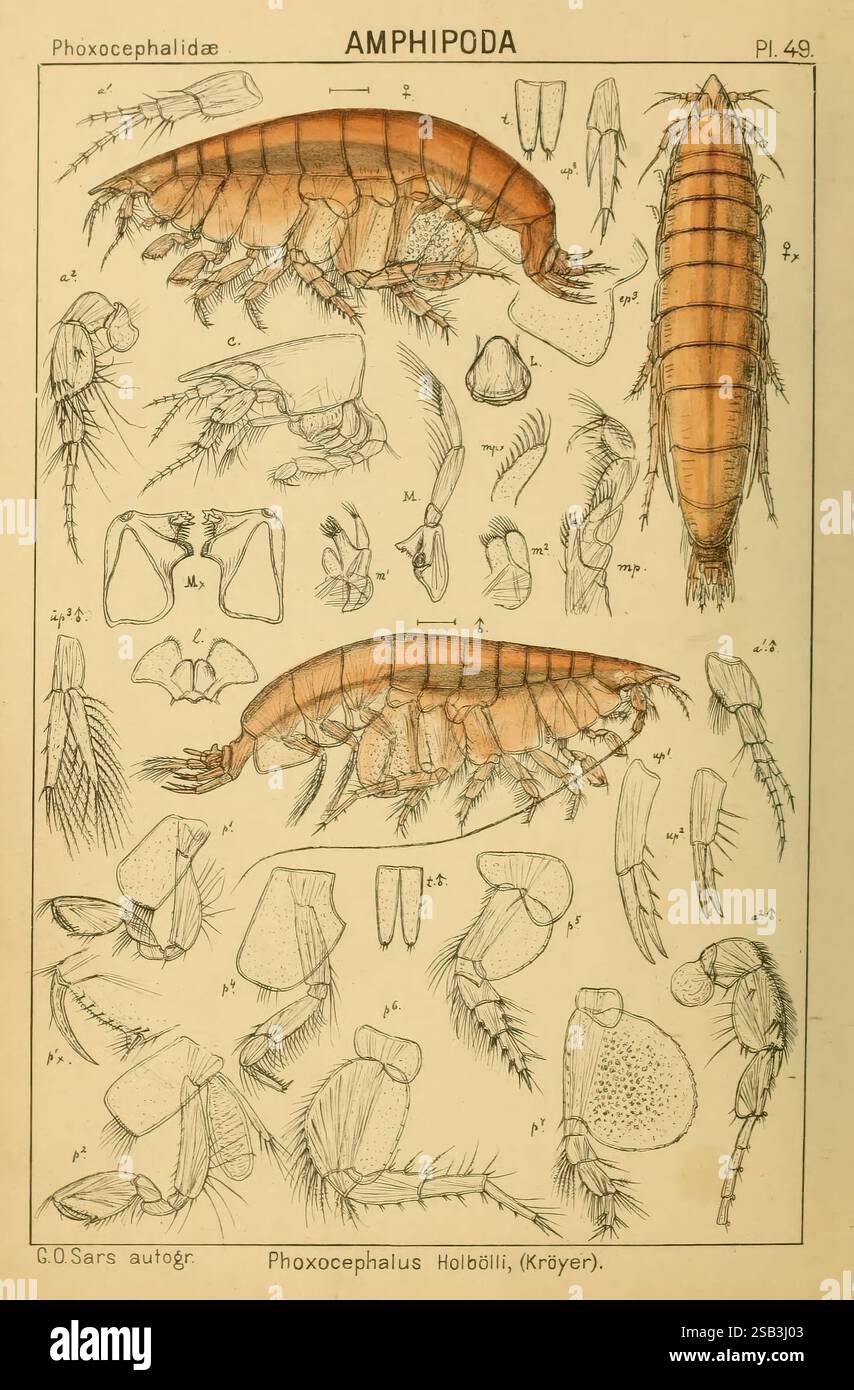 An account of the Crustacea of Norway, Christiania, A. Cammermeyer ...