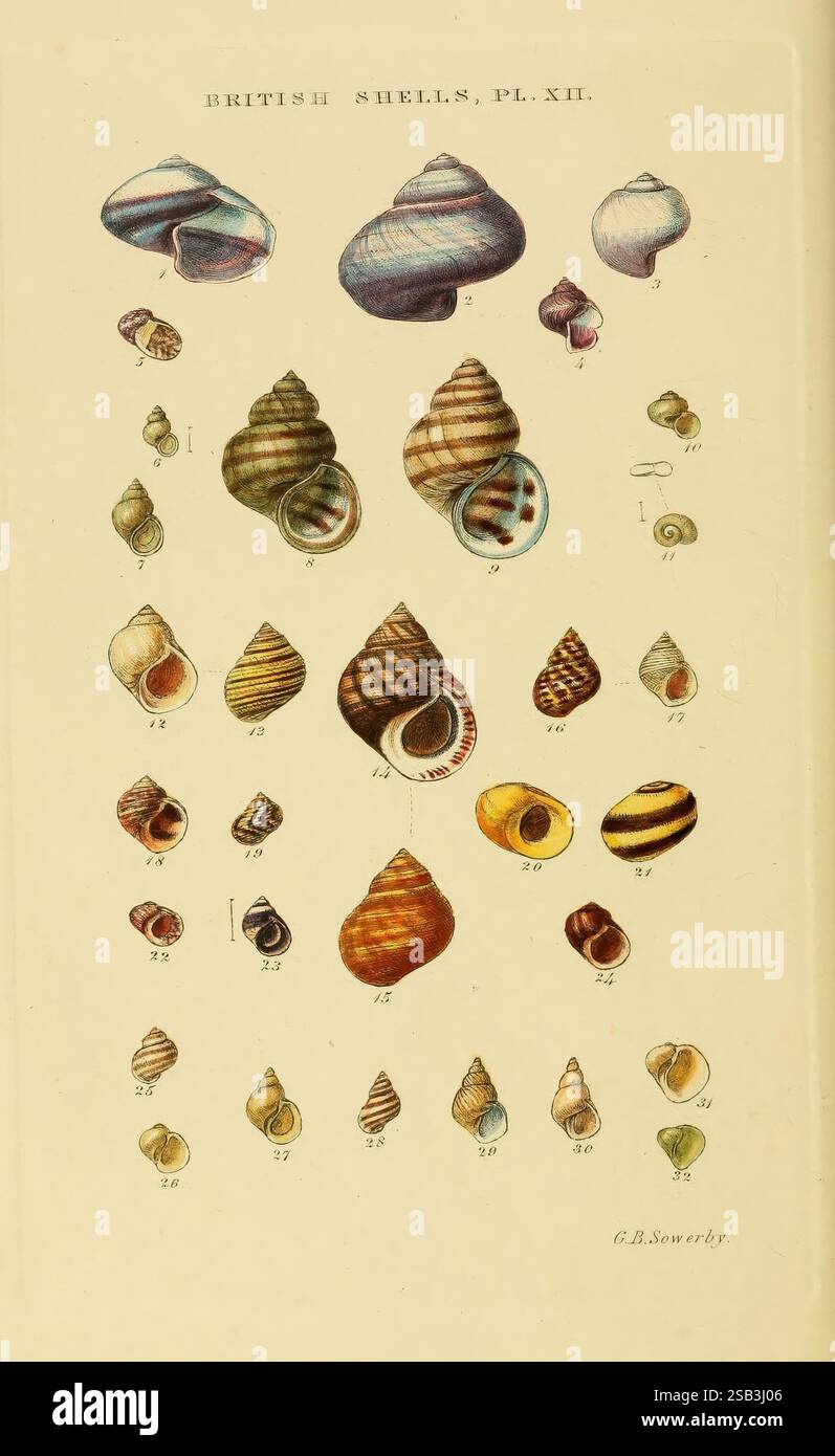 Great britain identification mollusks pictorial works hi-res stock photography and images - Alamy