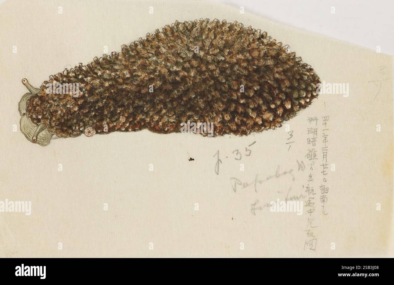 Notes, and, description, of, specimens, collected, on, the, Philippine ...