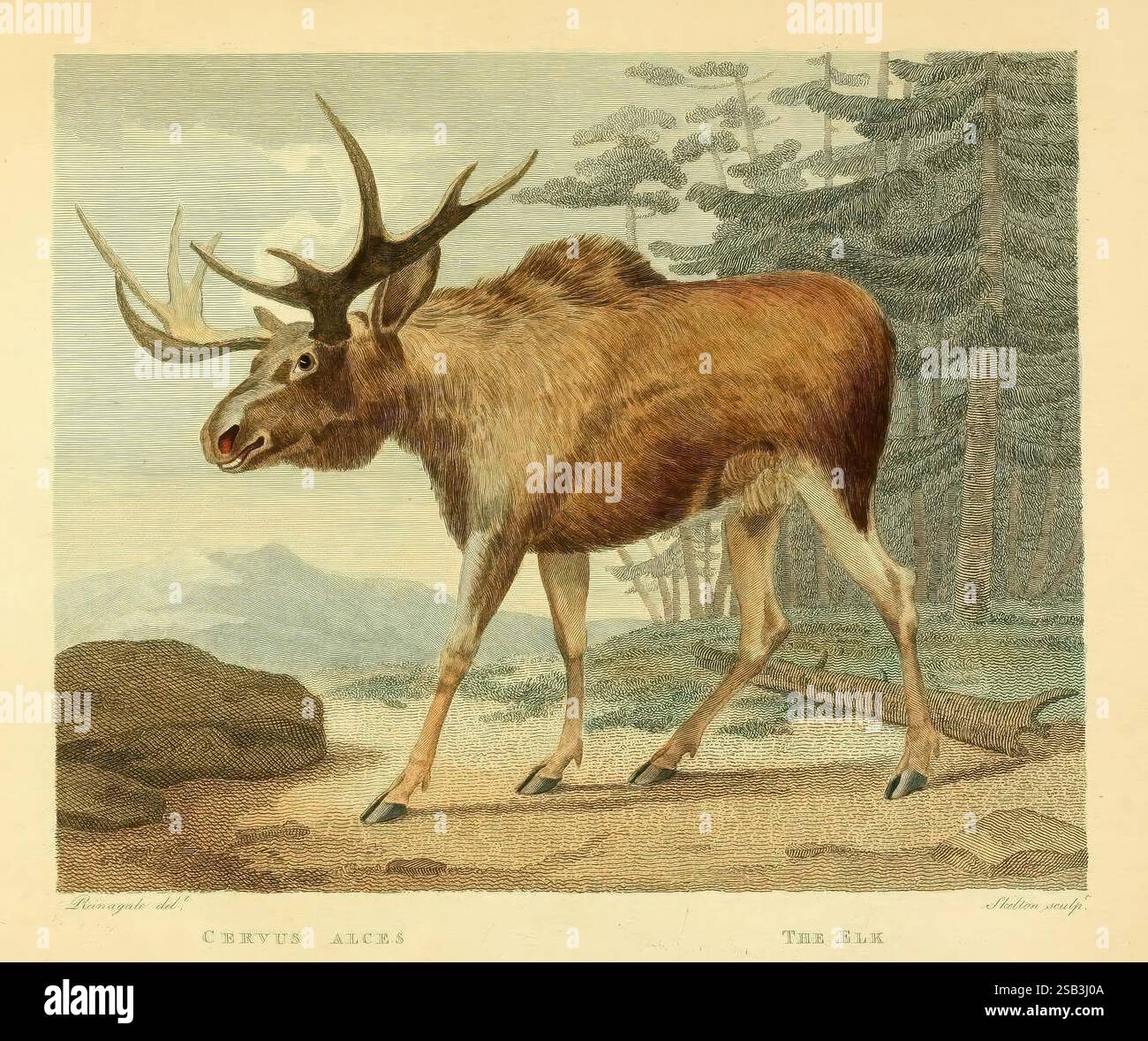 Elks expressive face hi-res stock photography and images - Alamy