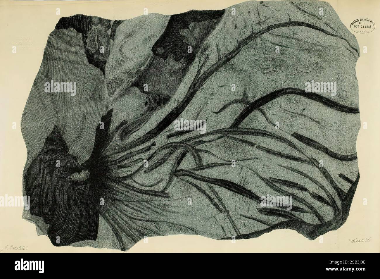 A pictorial atlas of fossil remains, 1850, paleontology, pictorial ...