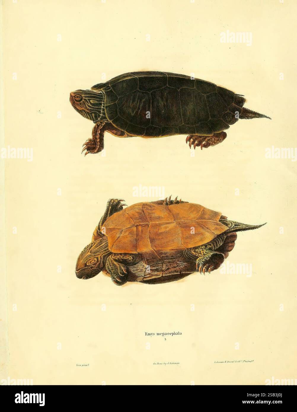 Sera graptemys geographica map turtle hi-res stock photography and ...