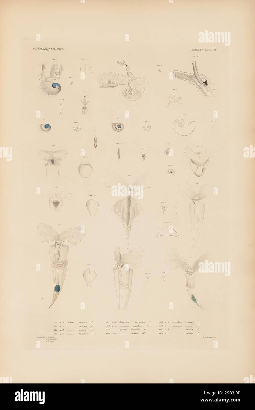 Mollusca, shells, Boston, Gould, Lincoln, 1852, mollusks, The ...