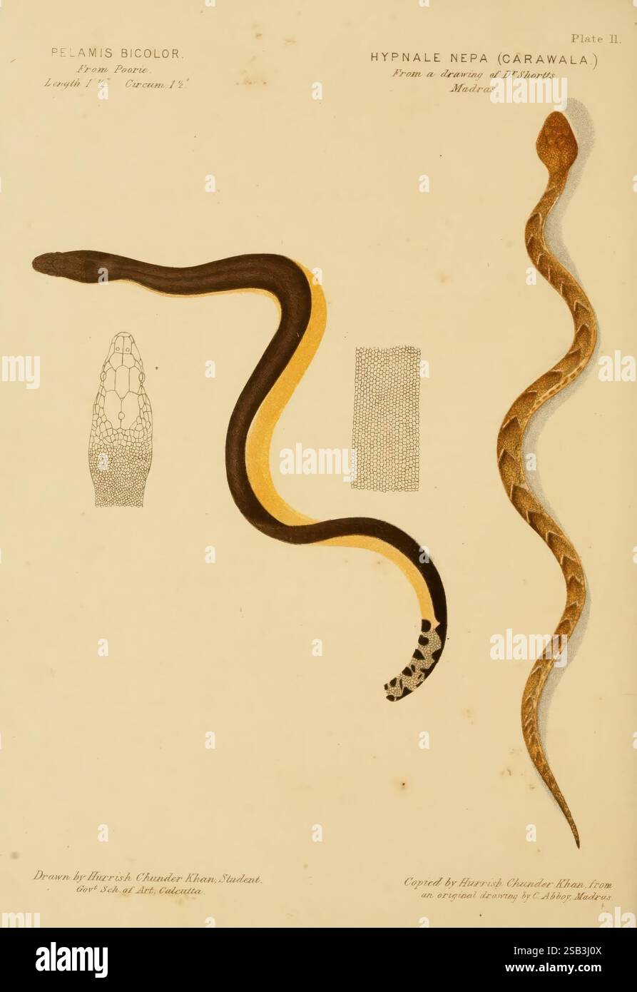 The poisonous snakes of India. London: J. & A. Churchill, 1878. India ...