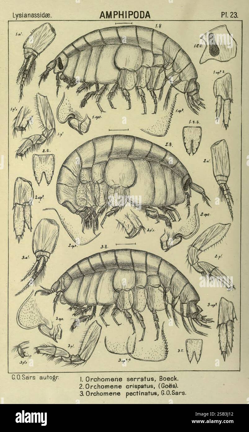 Three amphipod species hi-res stock photography and images - Alamy