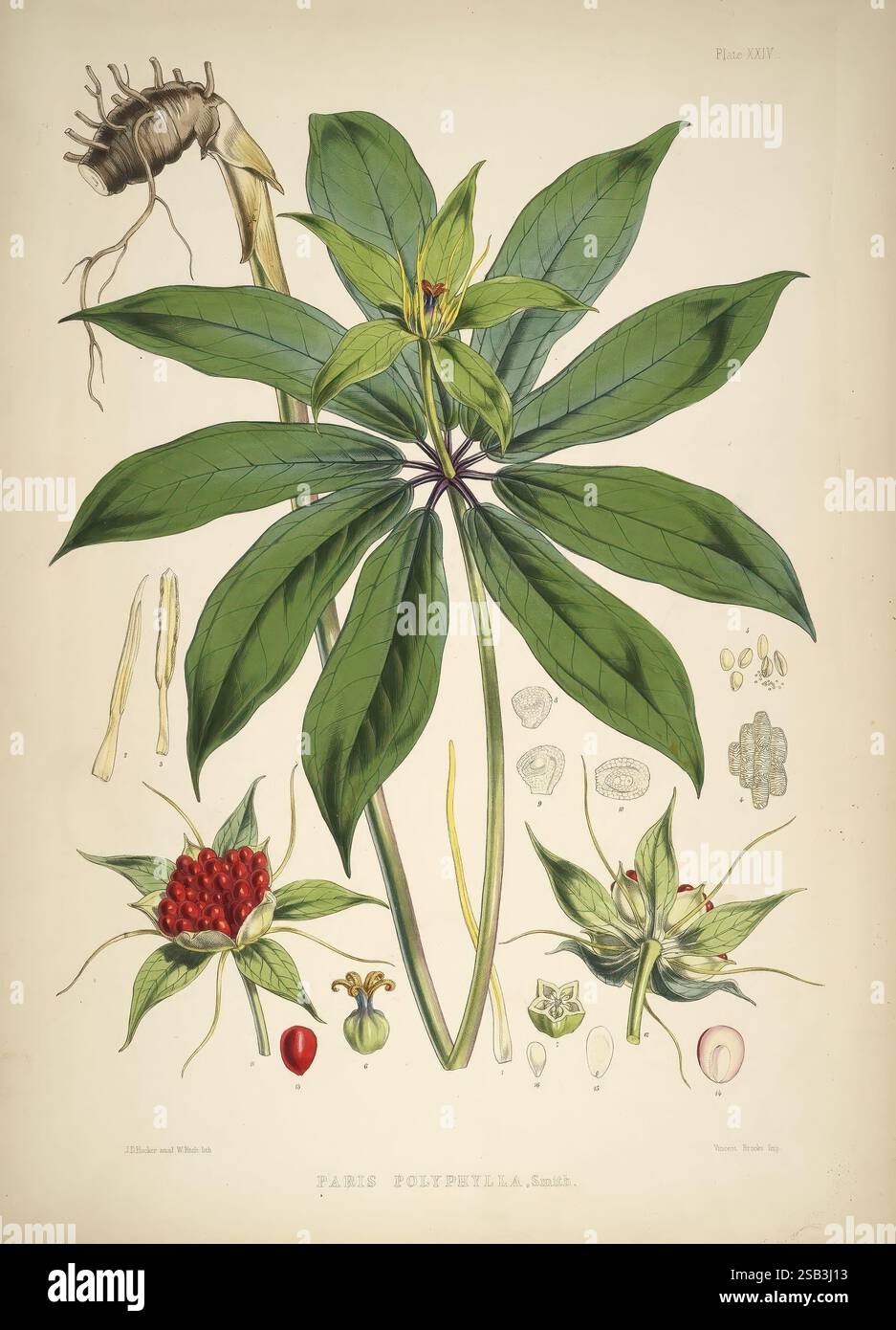 Illustrations of Himalayan plants, London, L. Reeve, 1855. Himalayan ...