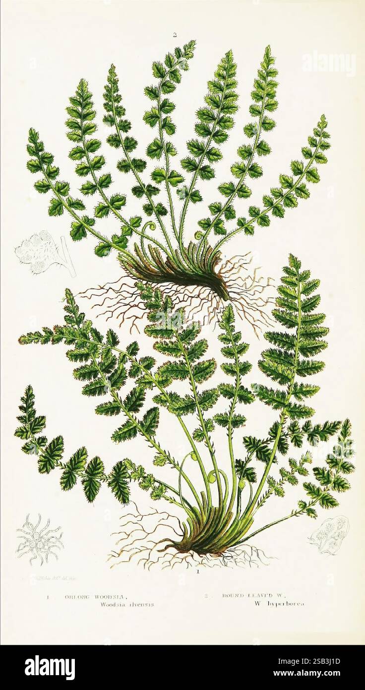 The ferns of Great Britain, and their allies the club-mosses ...