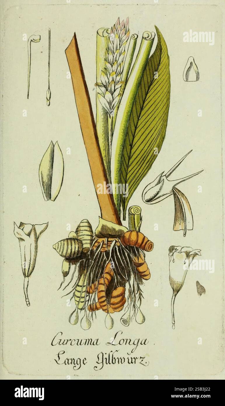 Characteristic bulbous rhizomes hi-res stock photography and images - Alamy