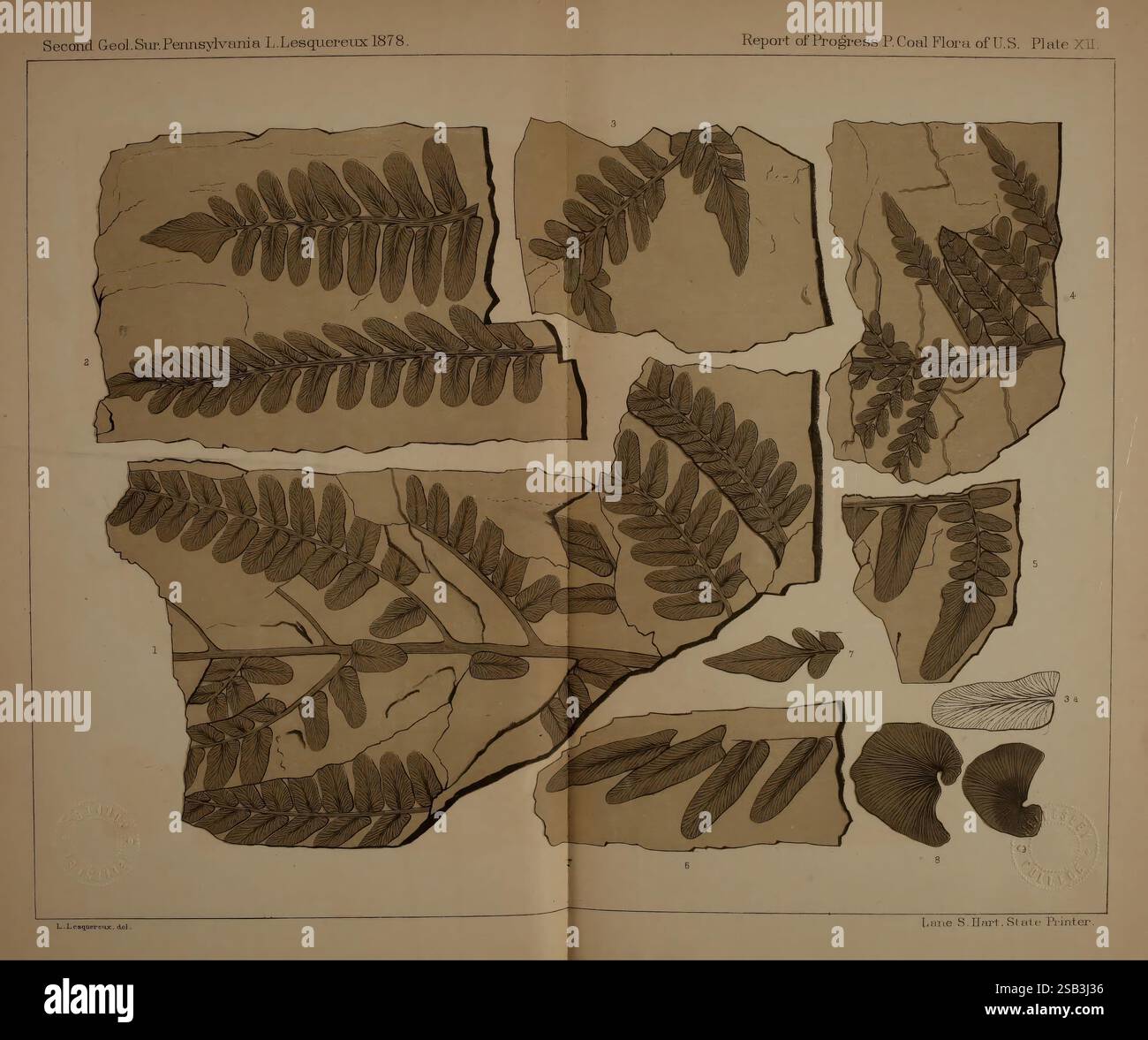 Understanding earths historical ecosystems hi-res stock photography and ...