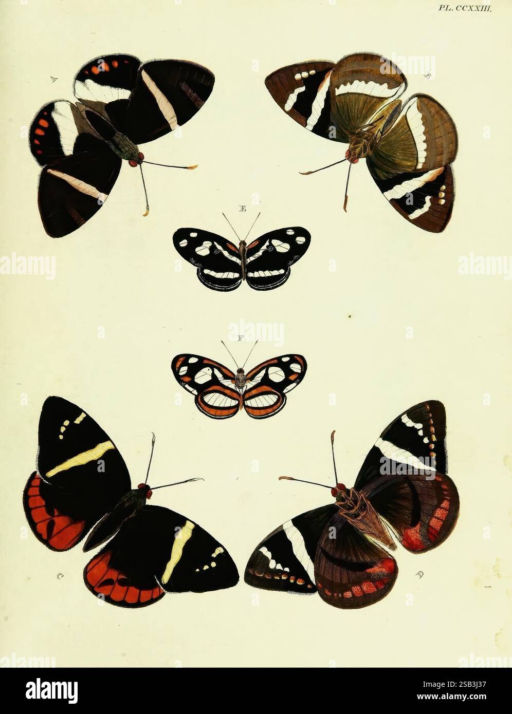 Arrangement highlights six butterflies hi-res stock photography and ...