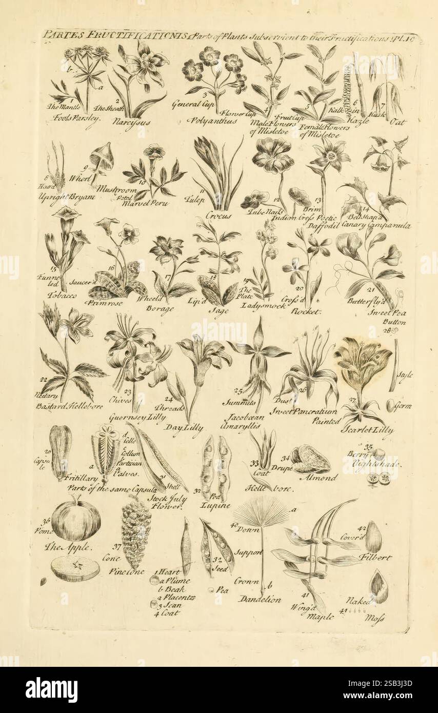 Identify different botanical features hi-res stock photography and ...