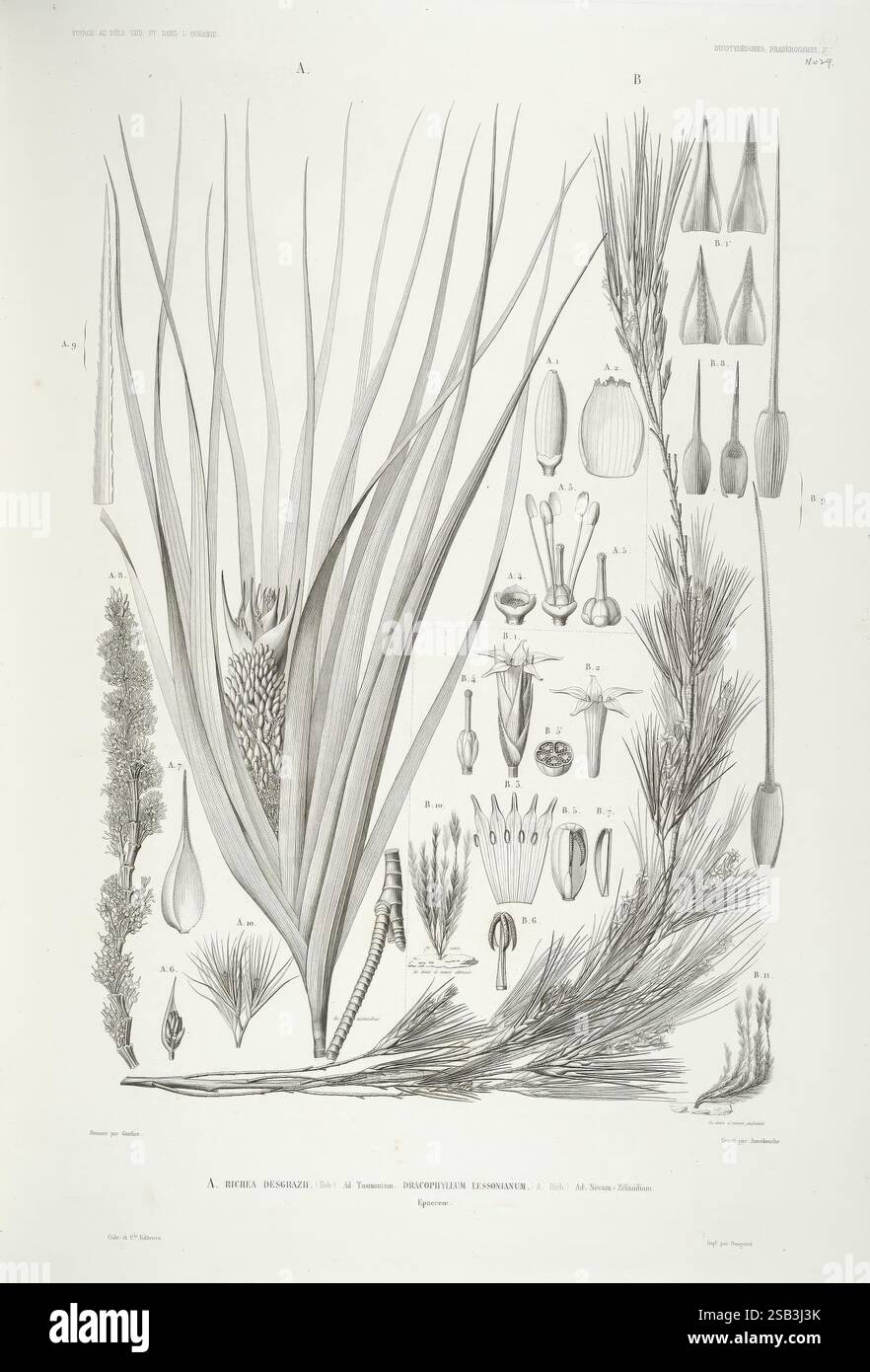 Detailed sketches of various seed forms hi-res stock photography and ...
