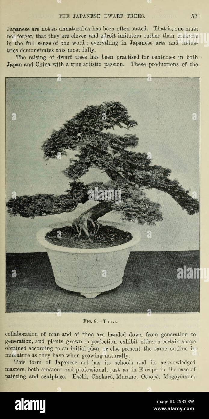 Cultivating japanese dwarf trees hi-res stock photography and images ...