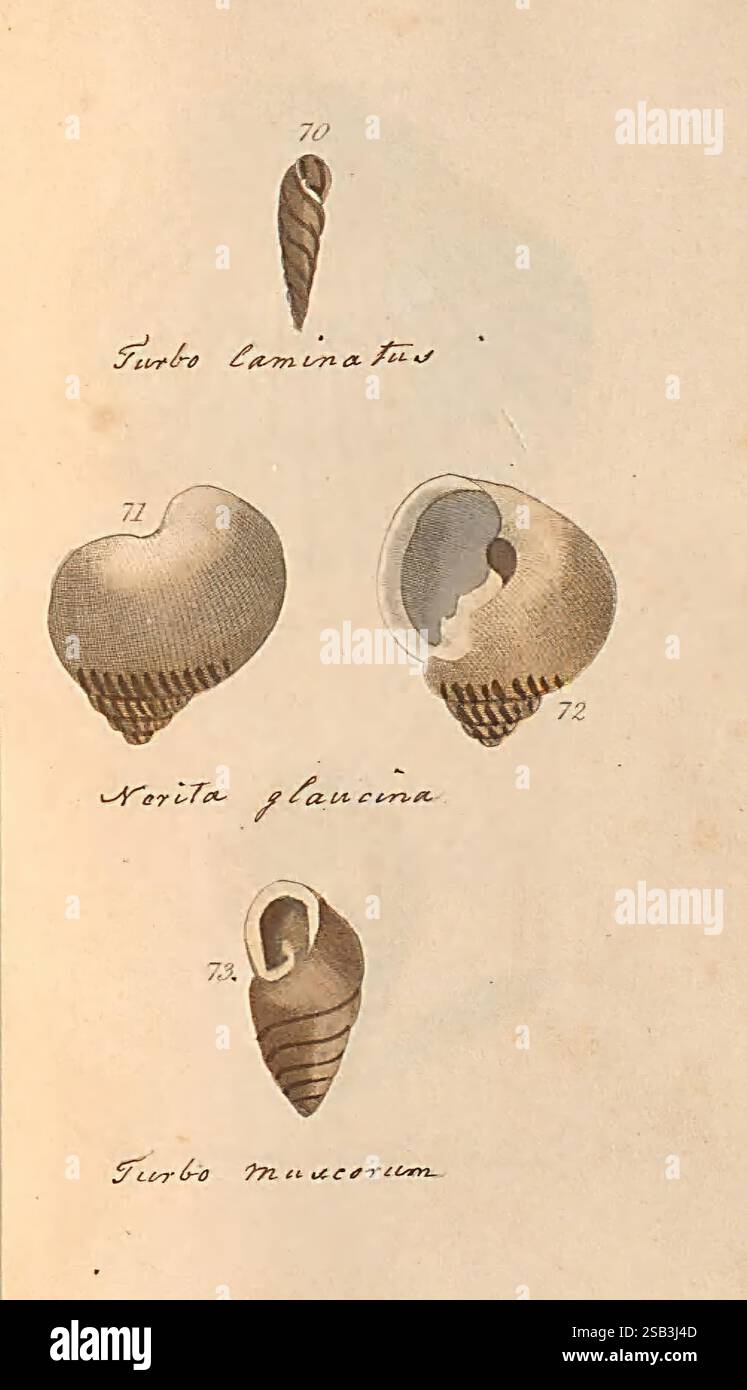 A, conchological, dictionary, of, the, British, Islands, London, John ...
