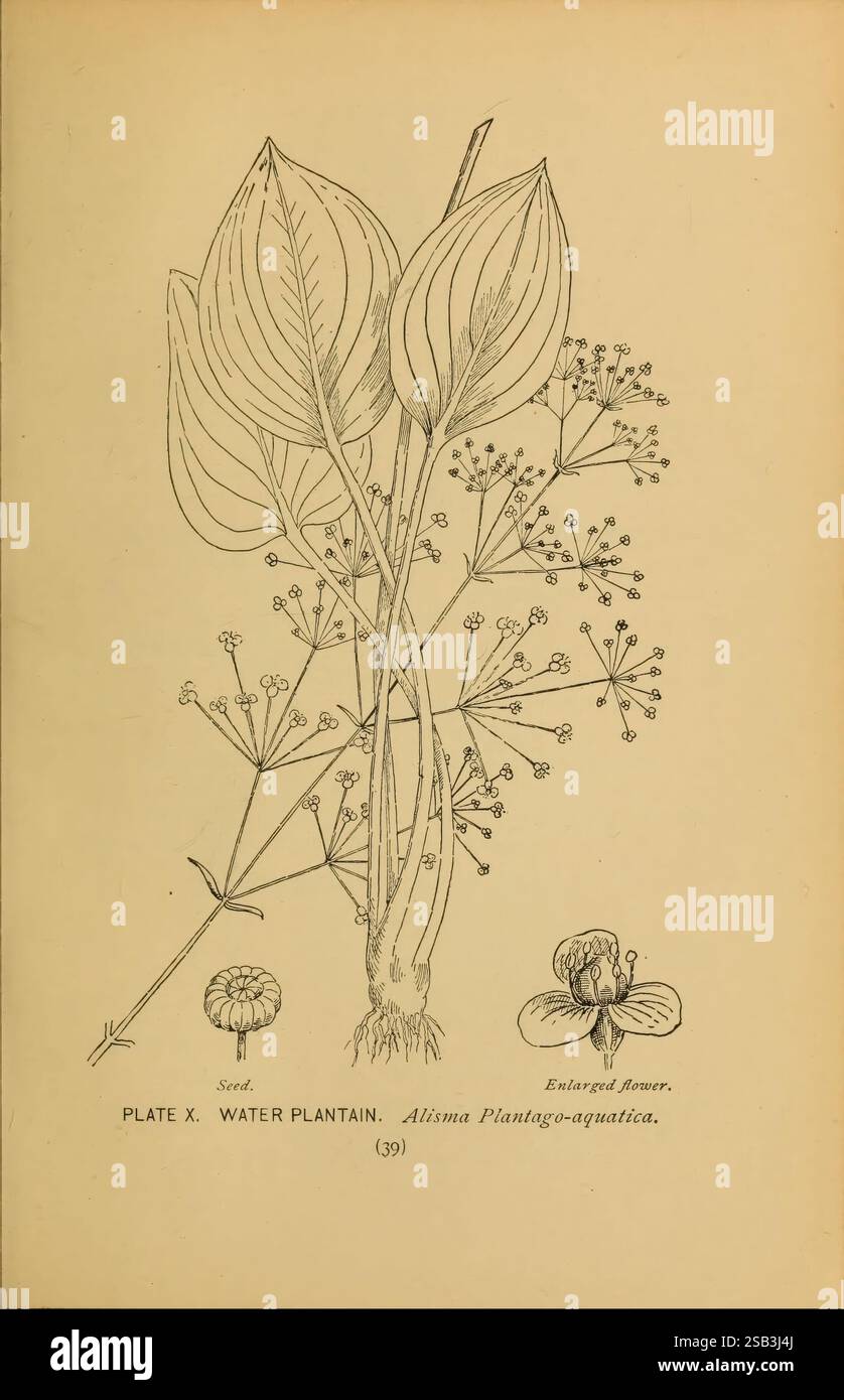 A guide to the wild flowers, New York, F. A. Stokes, 1899, United ...