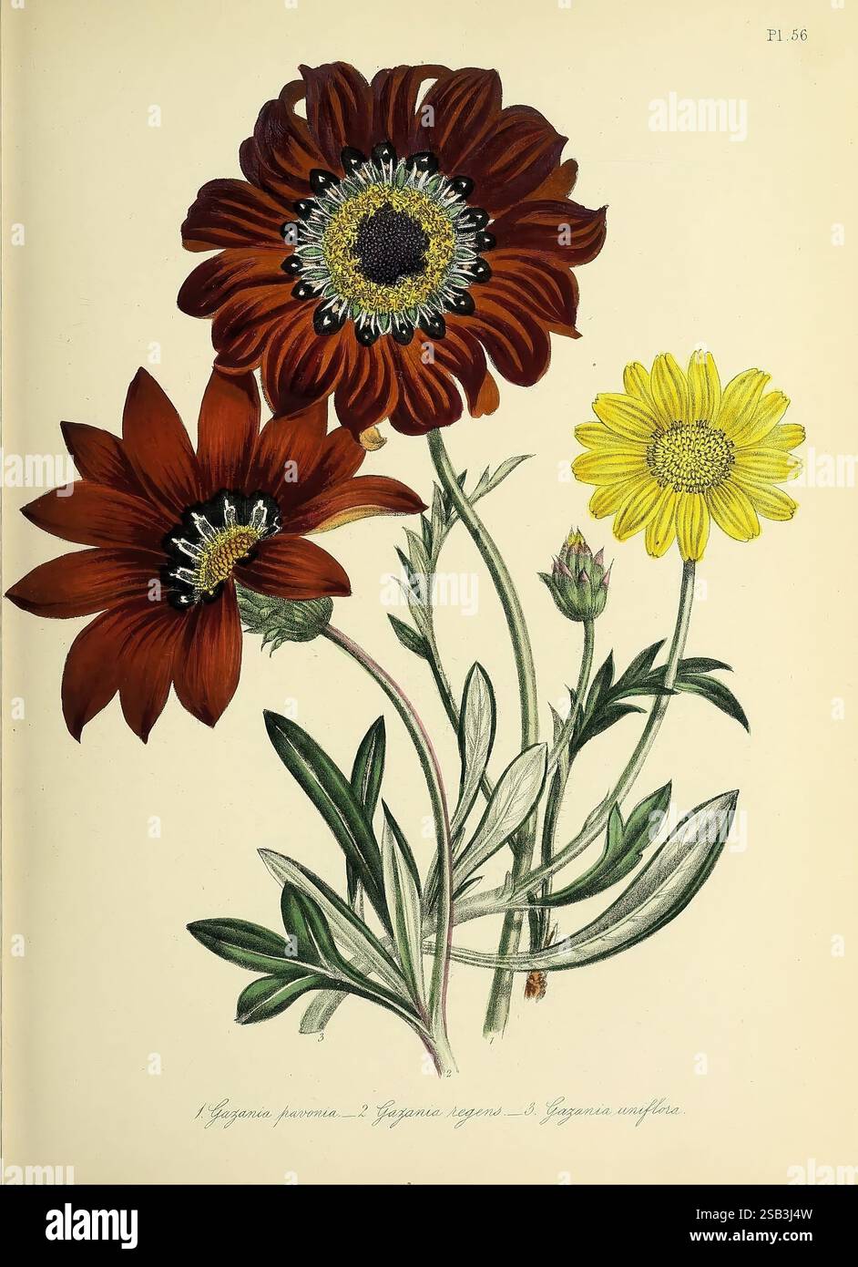 Illustration showcases three distinct flowers hi-res stock photography ...