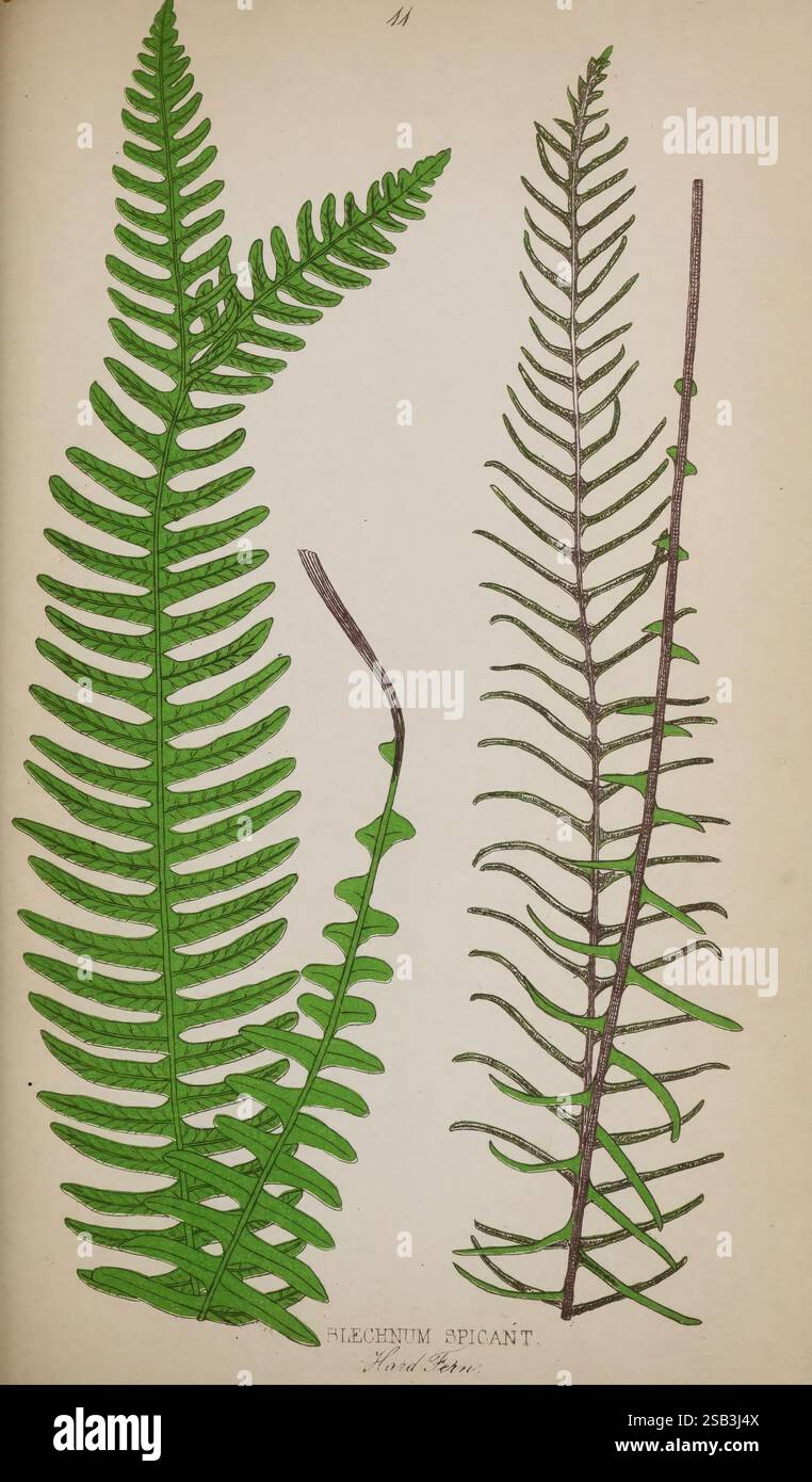 Vibrant fern displays wide hi-res stock photography and images - Alamy