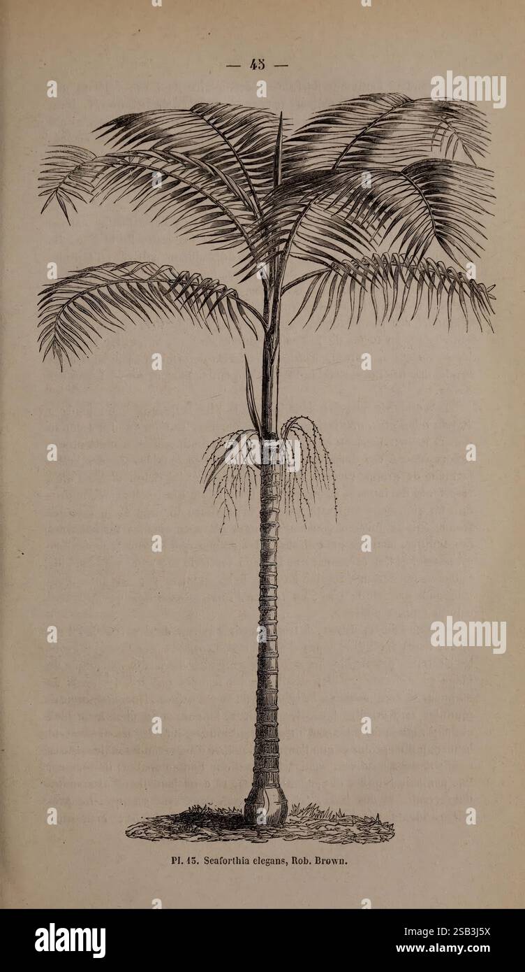 Palms unique structure hi-res stock photography and images - Alamy