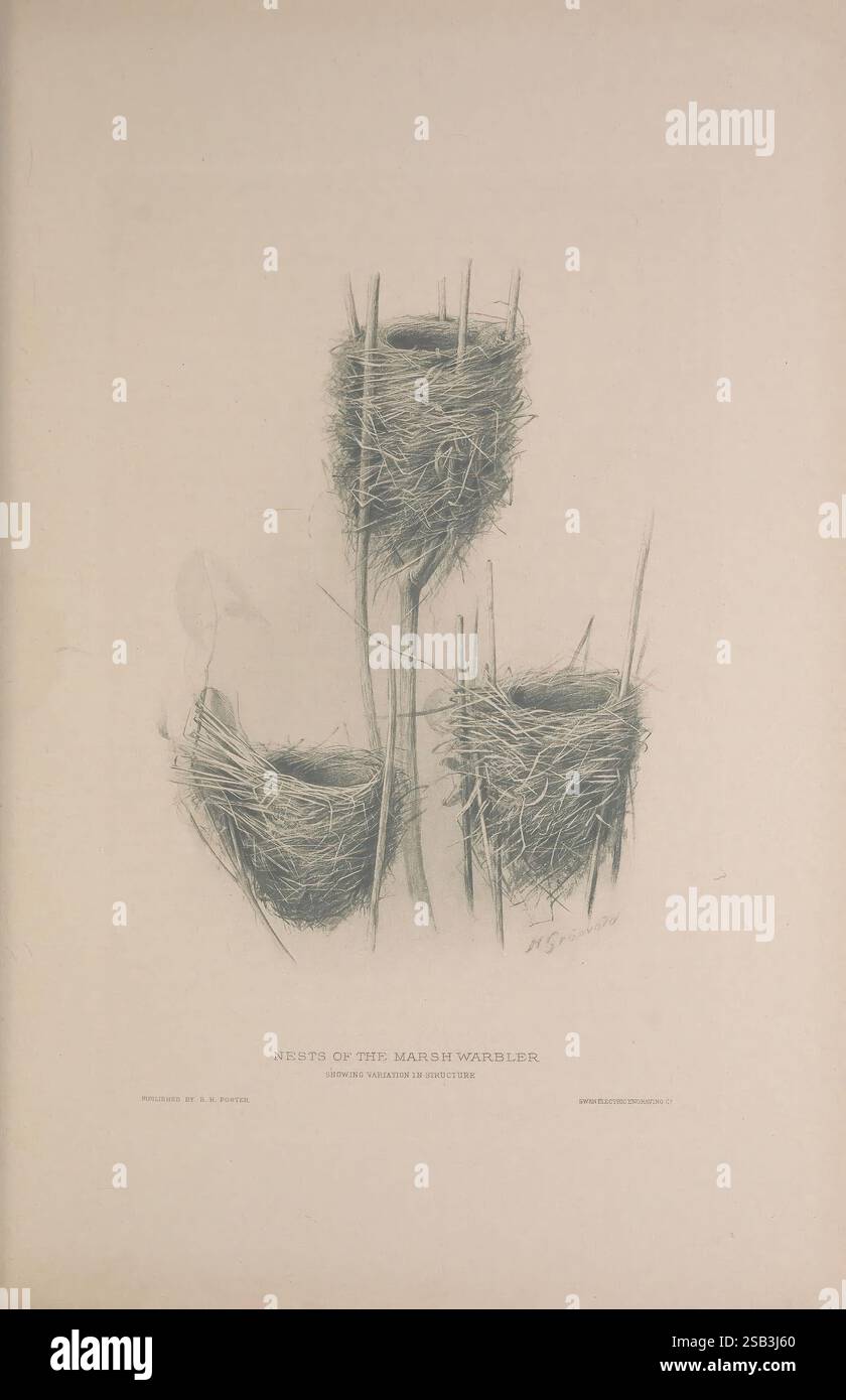 The British Warblers, London, R.H. Porter, 1907-1914, Birds, Great ...