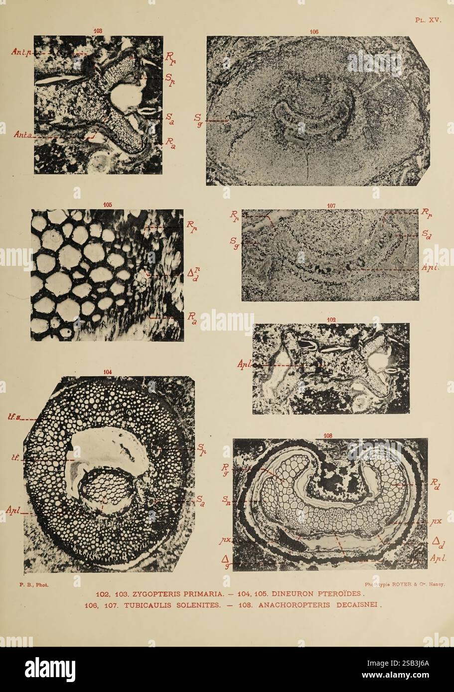 Etudes sur la fronde des Zygopteridae, Lille, Impr. L. Danel, 1909 ...