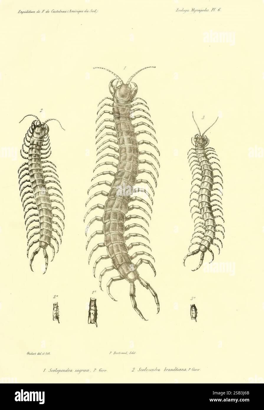 Expédition dans les parties centrales de l'Amérique du Sud Paris, Chez ...