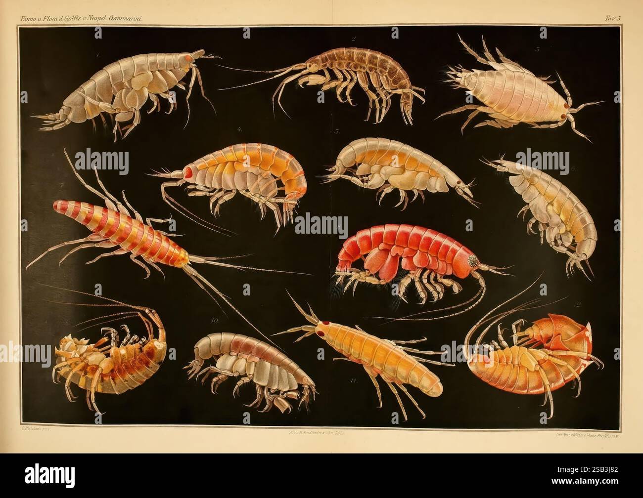 Marine crustaceans showcase hi-res stock photography and images - Alamy