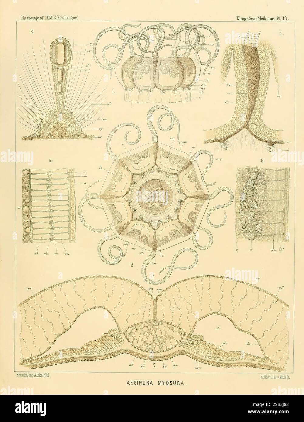 Detailed labeled diagrams of different body parts hi-res stock ...