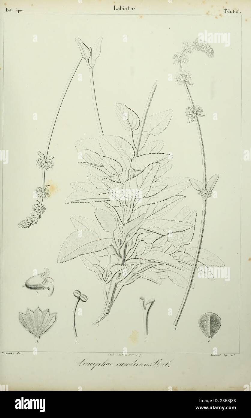 Histoire naturelle des Iles Canaries, Paris, Bethune, editor 1836-1850 ...