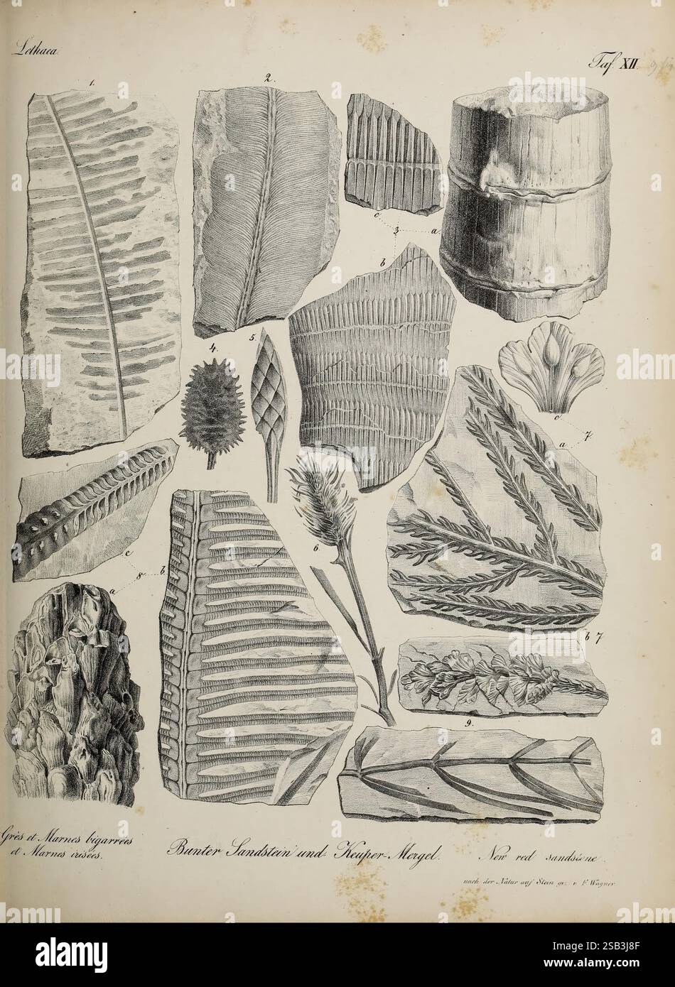 Different types of plant cross sections hi-res stock photography and ...
