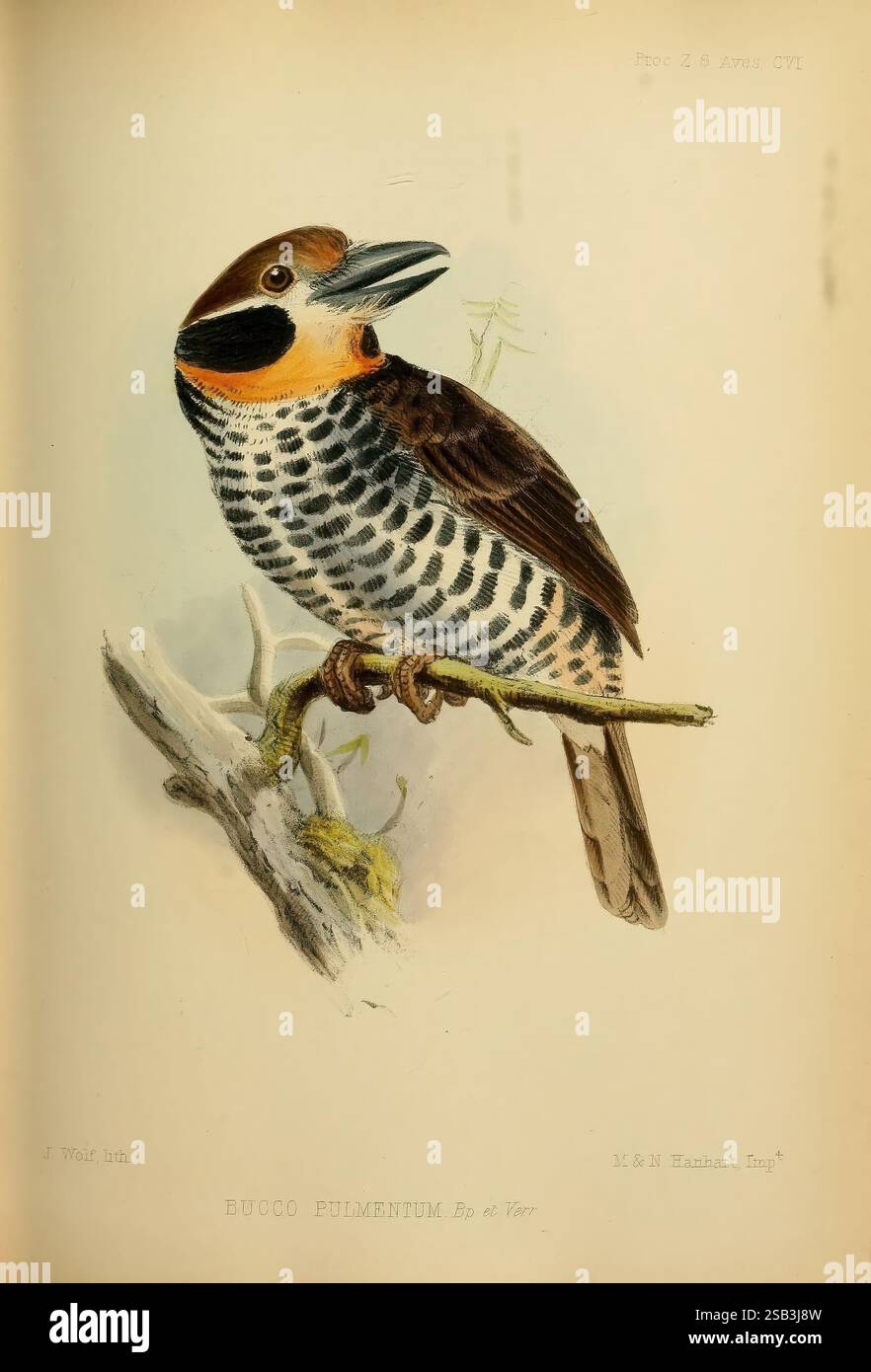 Showcasing intricate plumage patterns hi-res stock photography and ...