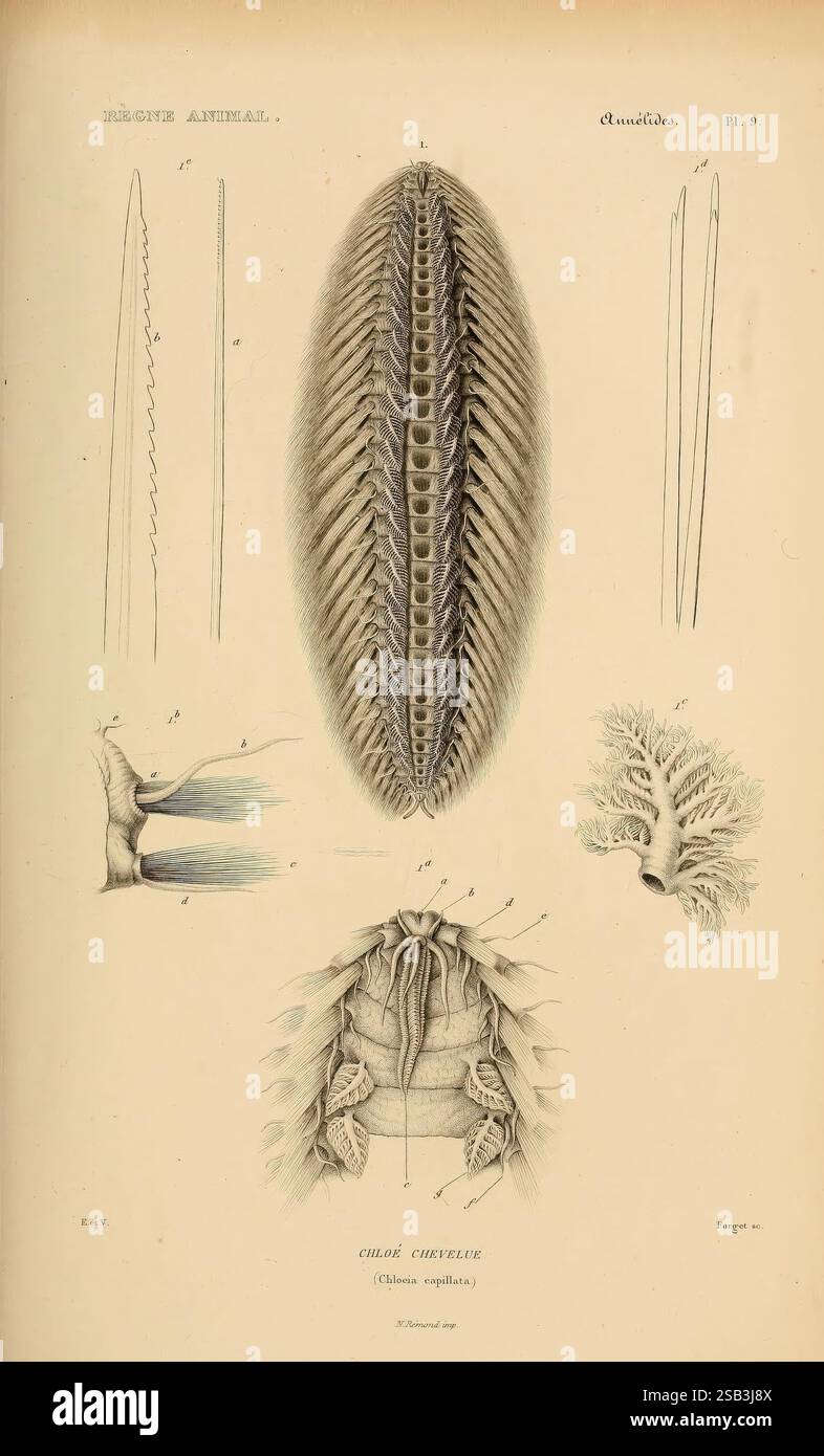 Chitons anatomy hi-res stock photography and images - Alamy