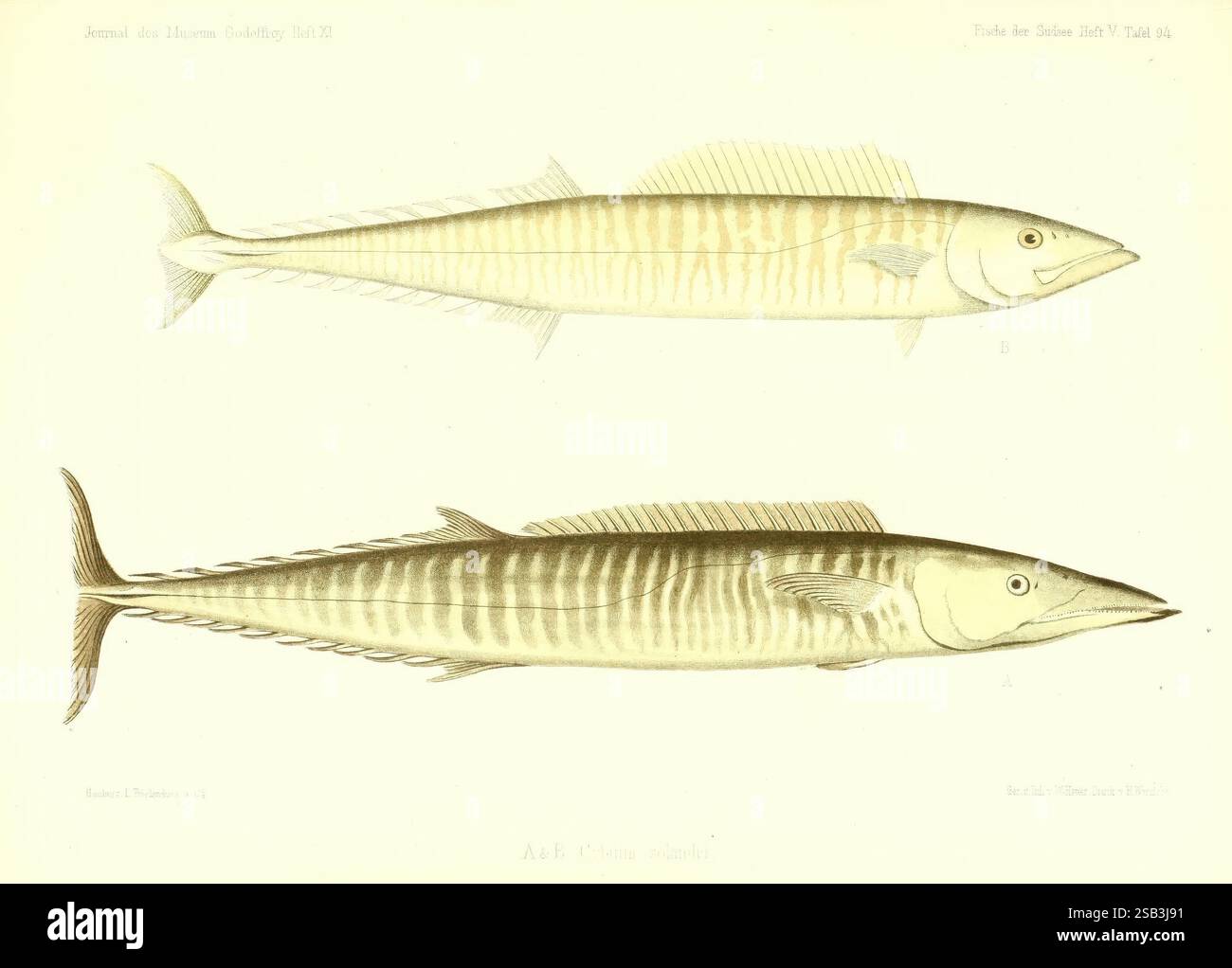 Fish showcases distinct horizontal stripes hi-res stock photography and ...