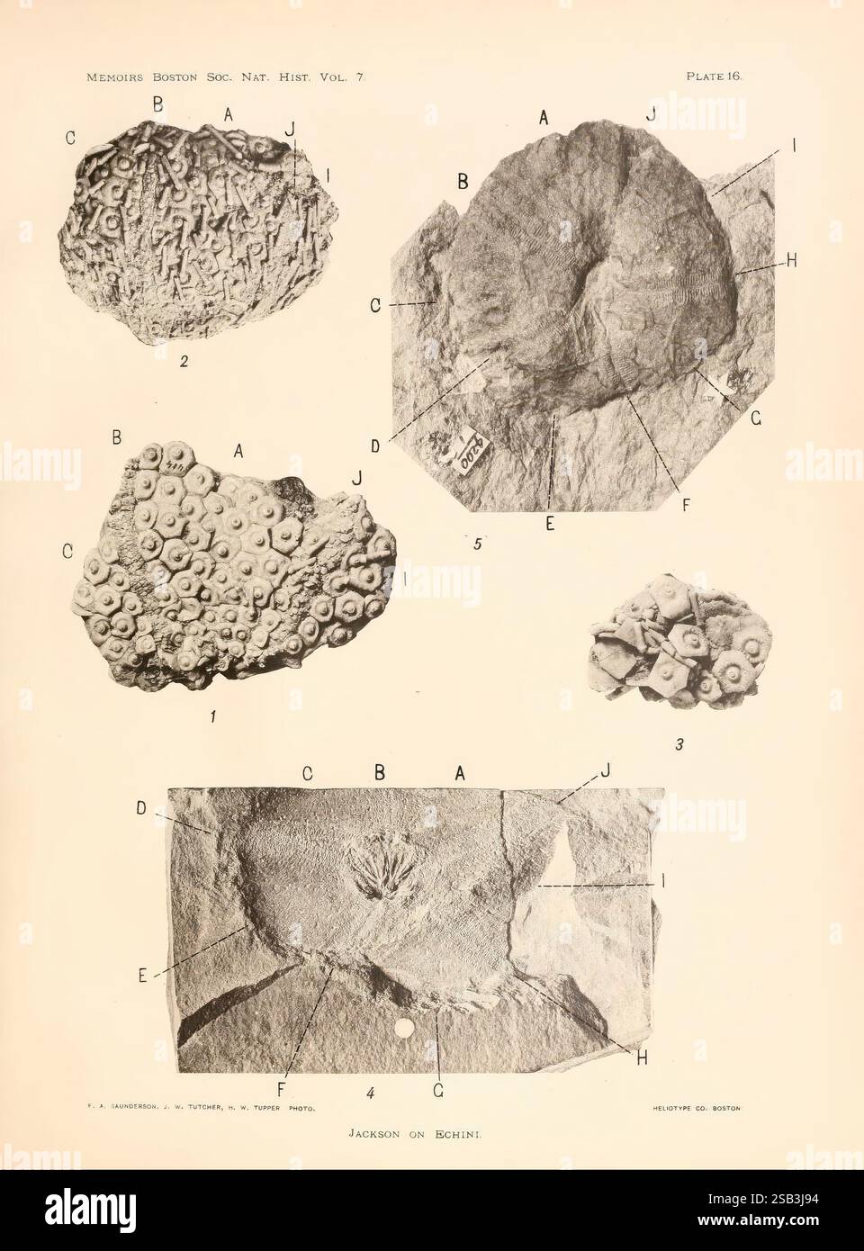 Phylogeny of the Echini, Boston, The Society, 1912, paleontology ...