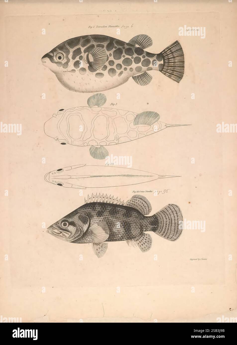 First fish displays hi-res stock photography and images - Alamy