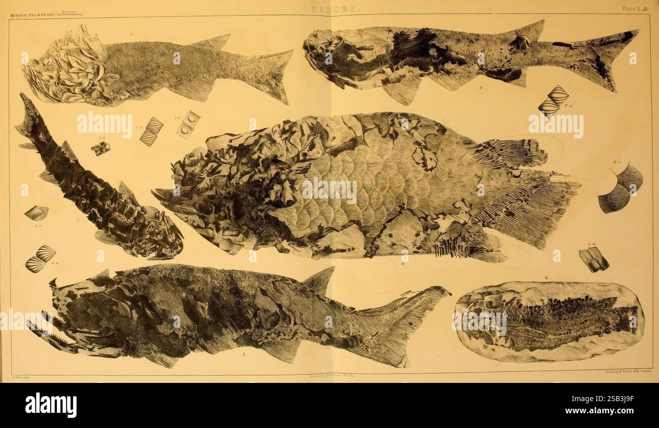 A synopsis of the classification of the British Palæozoic rocks, London ...