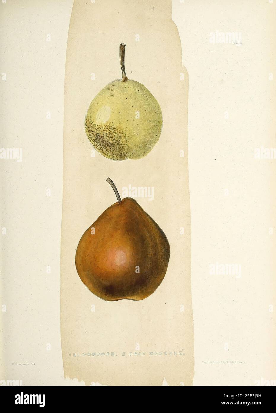 Second pear presents hi-res stock photography and images - Alamy