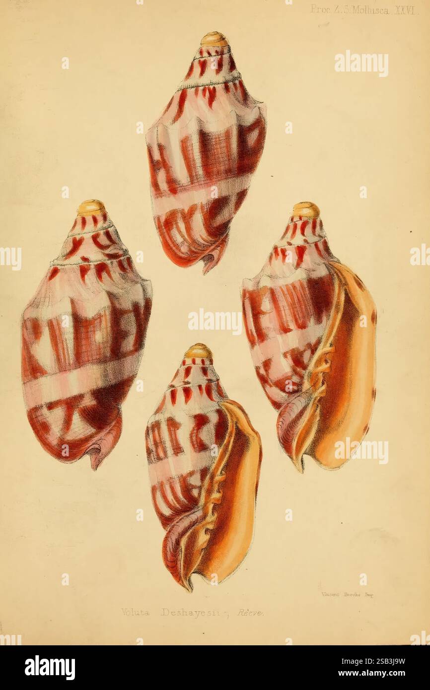 Four intricately detailed shells hi-res stock photography and images ...